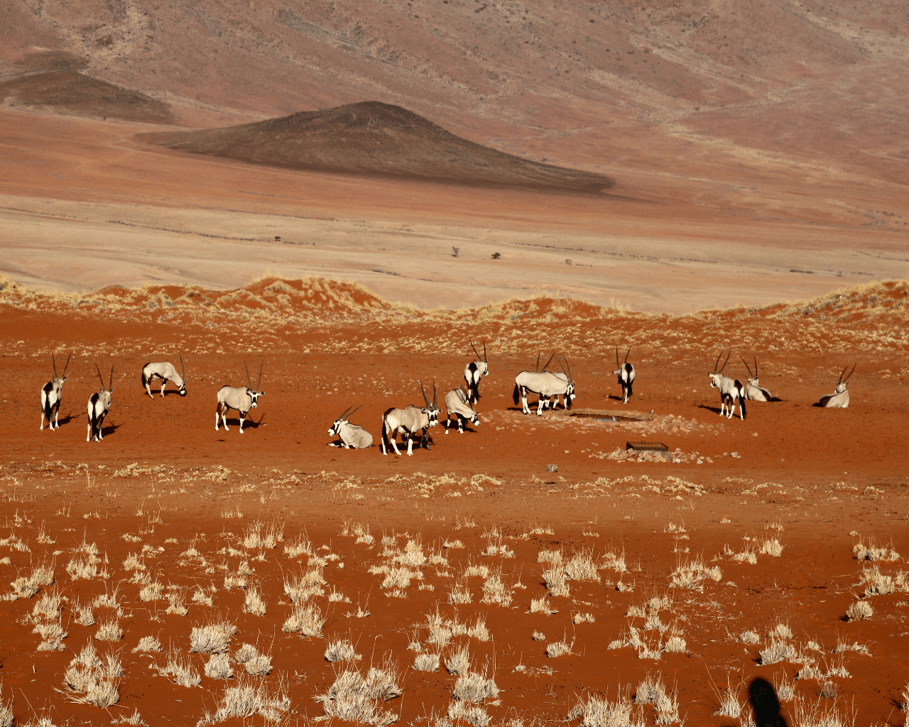 Namib Desert Adventures & Safaris | Sustainable Safaris Africa